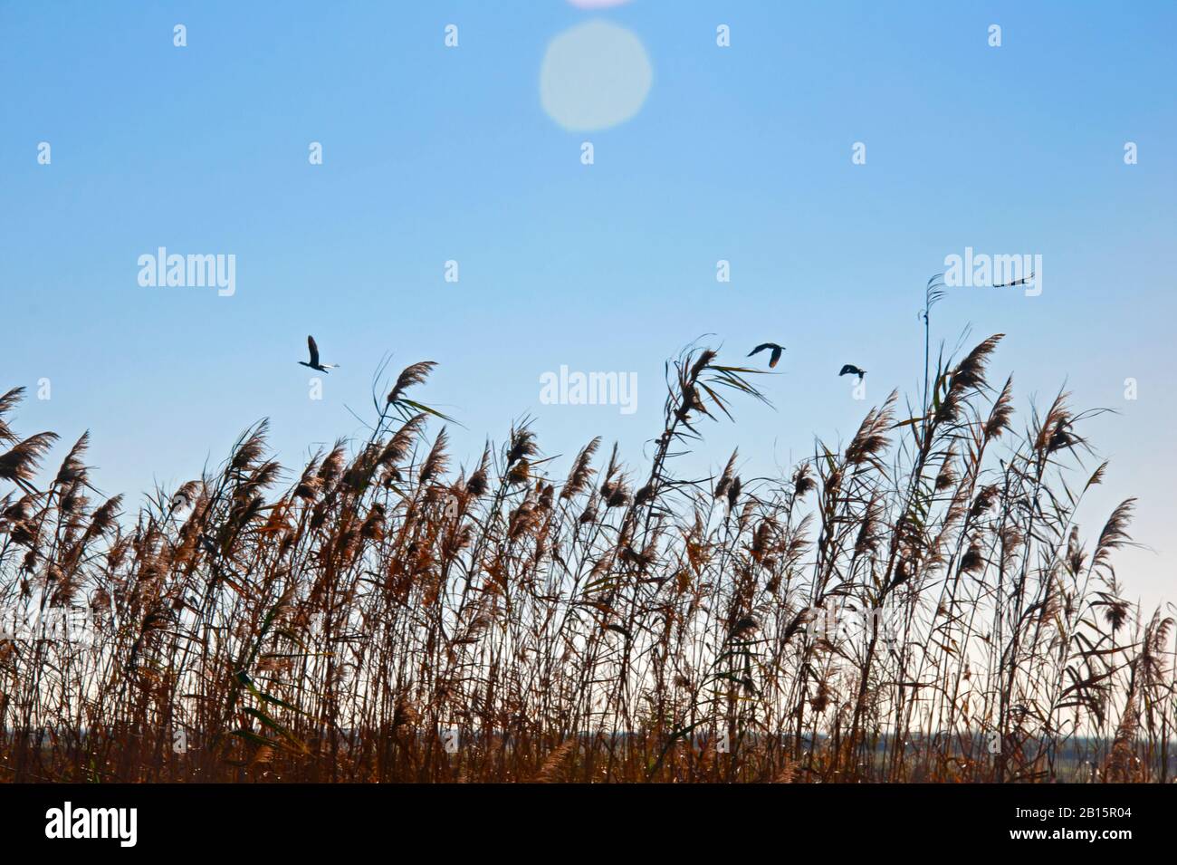 Tall dry grass on the fields of rice and clear blue sky as a background ...