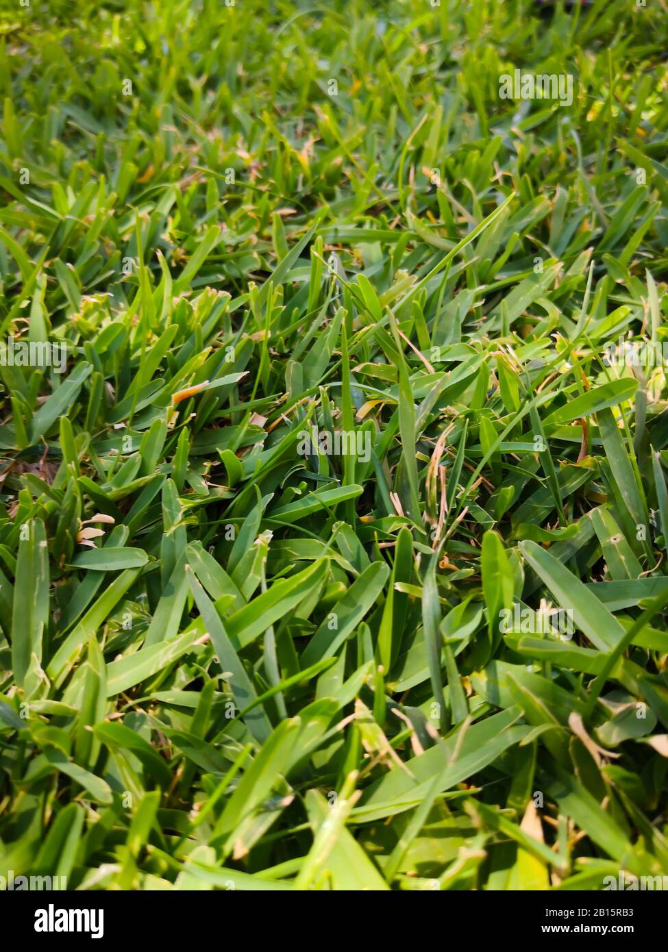 Cut the grass hi-res stock photography and images - Alamy