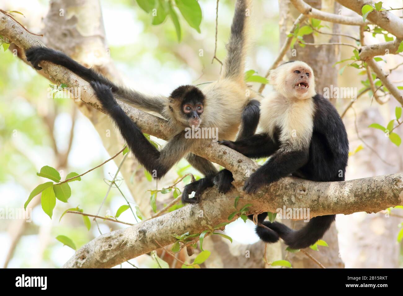 White-faced Capuchin Monkey (Cebus capucinus) and a Central American ...