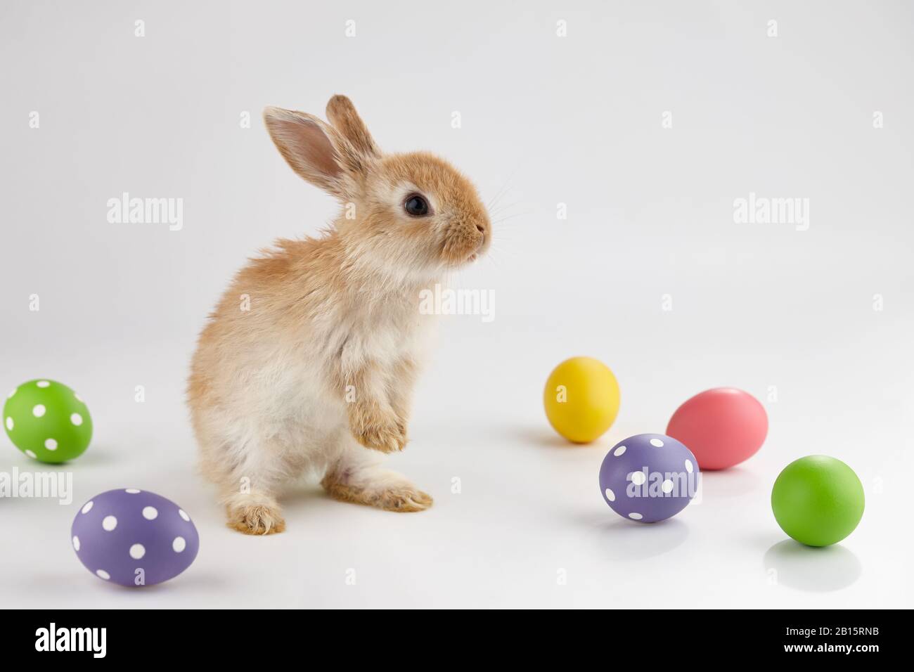 Easter bunny rabbit with colorful eggs Stock Photo - Alamy