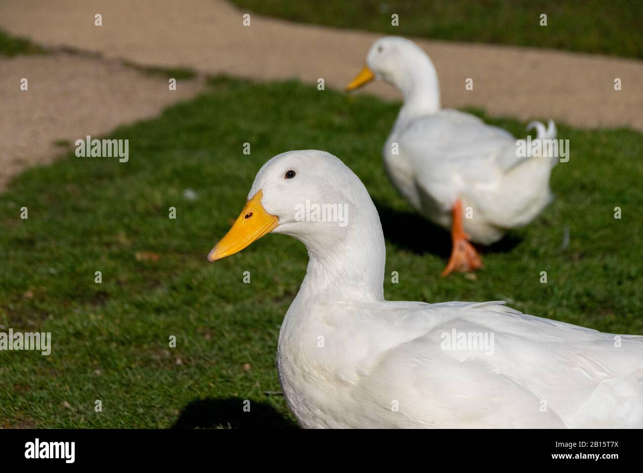 Pekin duck side view hi-res stock photography and images - Alamy