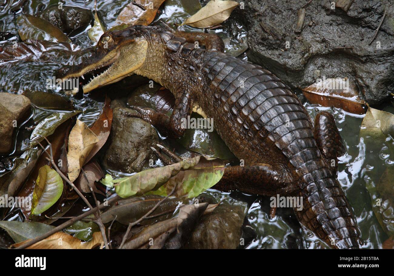 Caiman costa rica hi-res stock photography and images - Alamy
