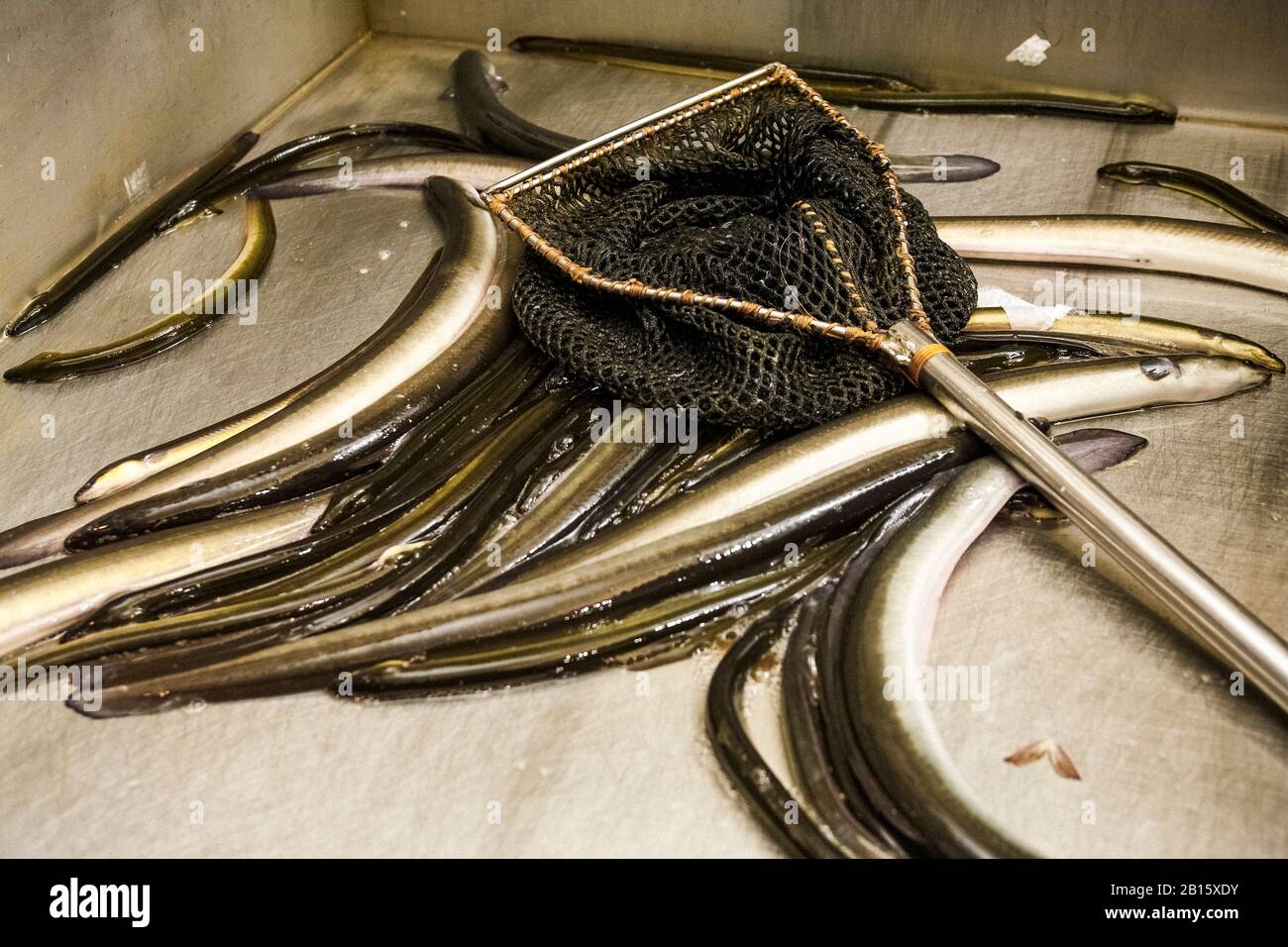Anguille vive hi-res stock photography and images - Alamy