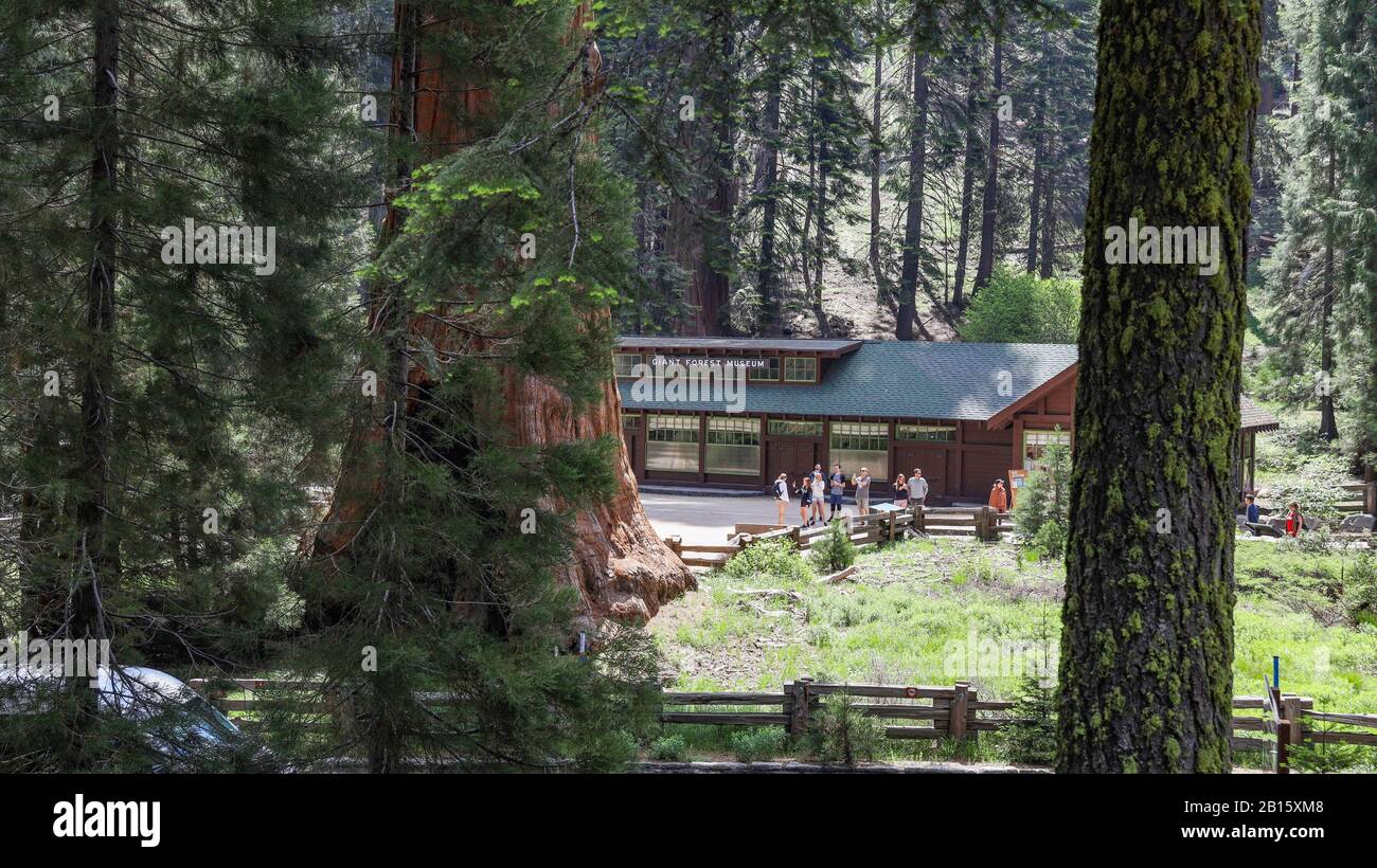 Giant forest museum hi-res stock photography and images - Alamy