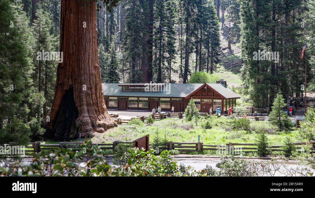 Giant Forest Museum, Sequoia Nationnal Park Stock Photo - Alamy
