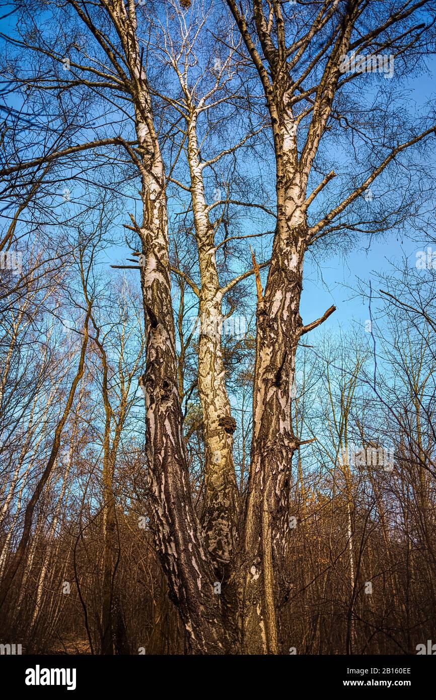 Multi Stem Tree High Resolution Stock Photography and Images - Alamy
