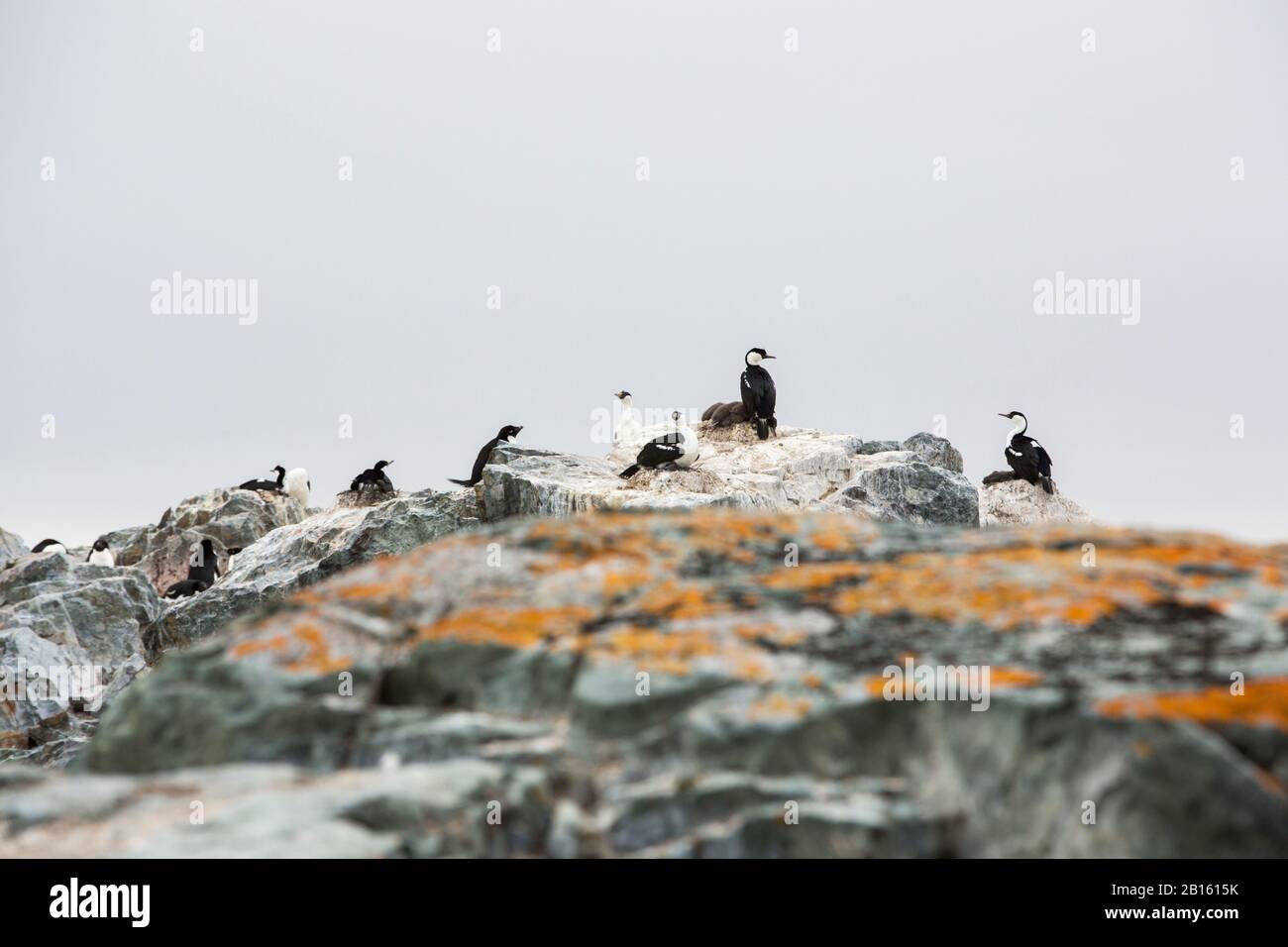 Antarctic shag leucocarbo bransfieldensis hi-res stock photography and ...