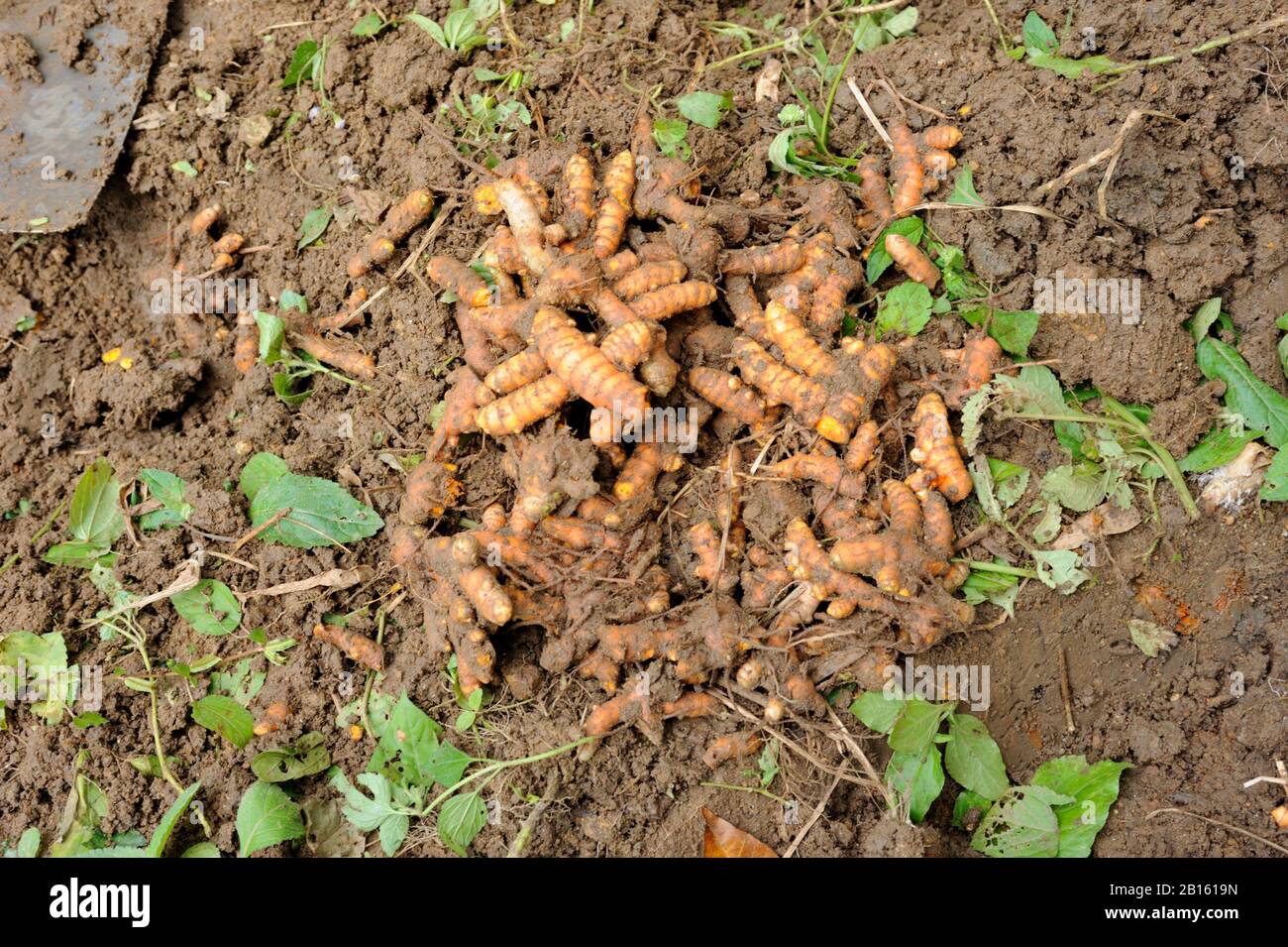 Turmeric cultivation hi-res stock photography and images - Alamy