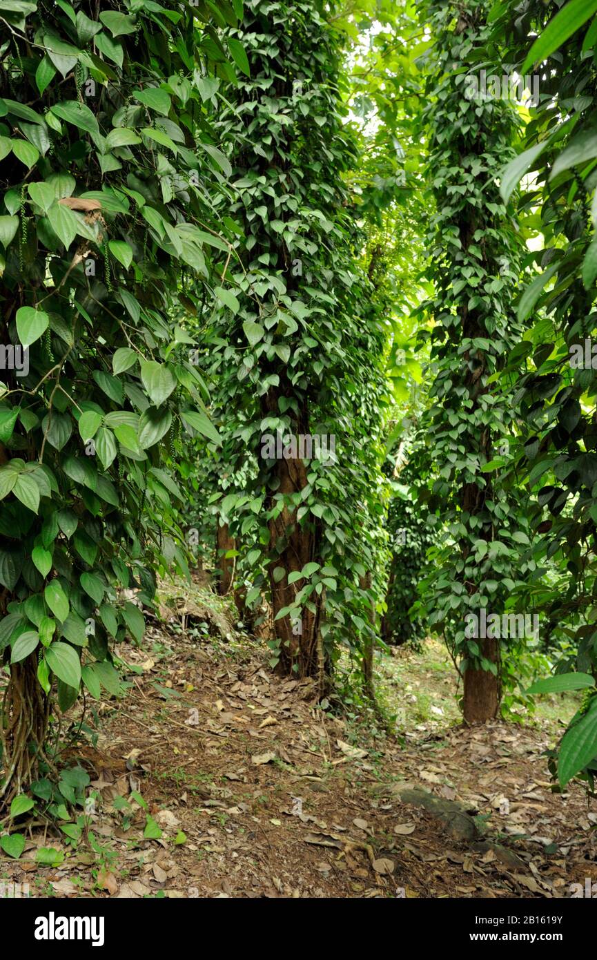 Sri Lanka, Uva province, Badalkumbura district, pepper trees Stock ...