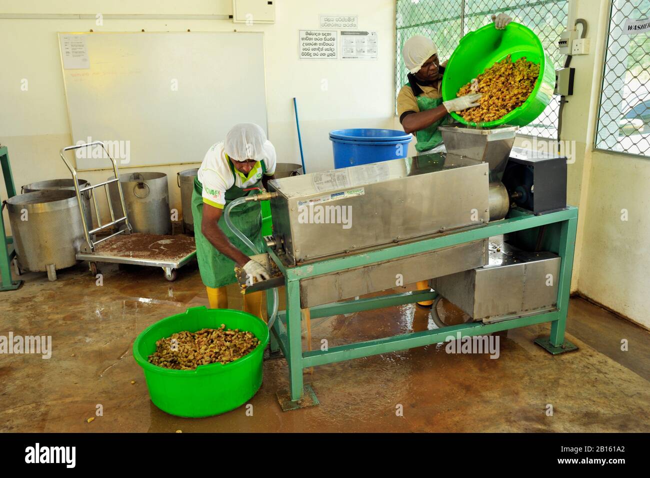 Sri Lanka, Monaragala, spice factory, ginger washing Stock Photo - Alamy