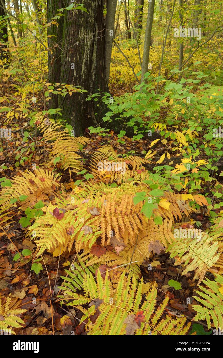 Colorful ferns and fallen leaves in a midwest forest Stock Photo - Alamy