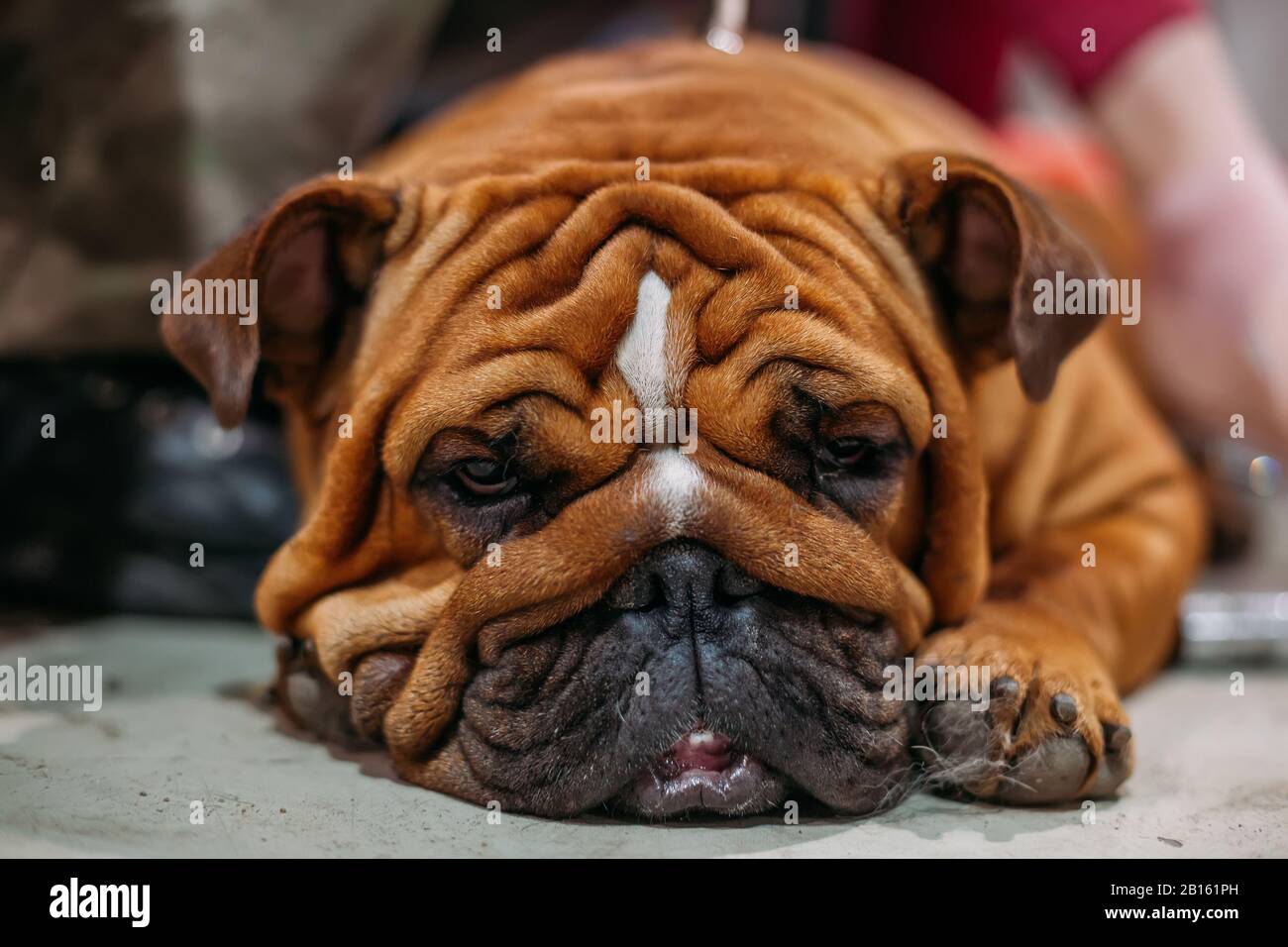 Chocolate Brown English Bulldog