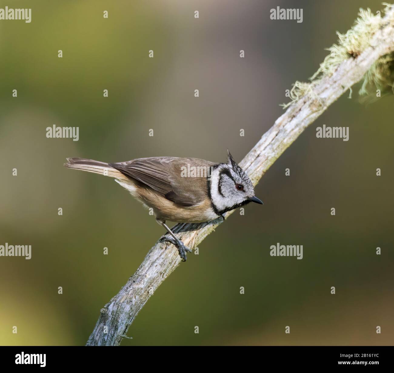 Crested Tit, Parus christatus Stock Photo - Alamy