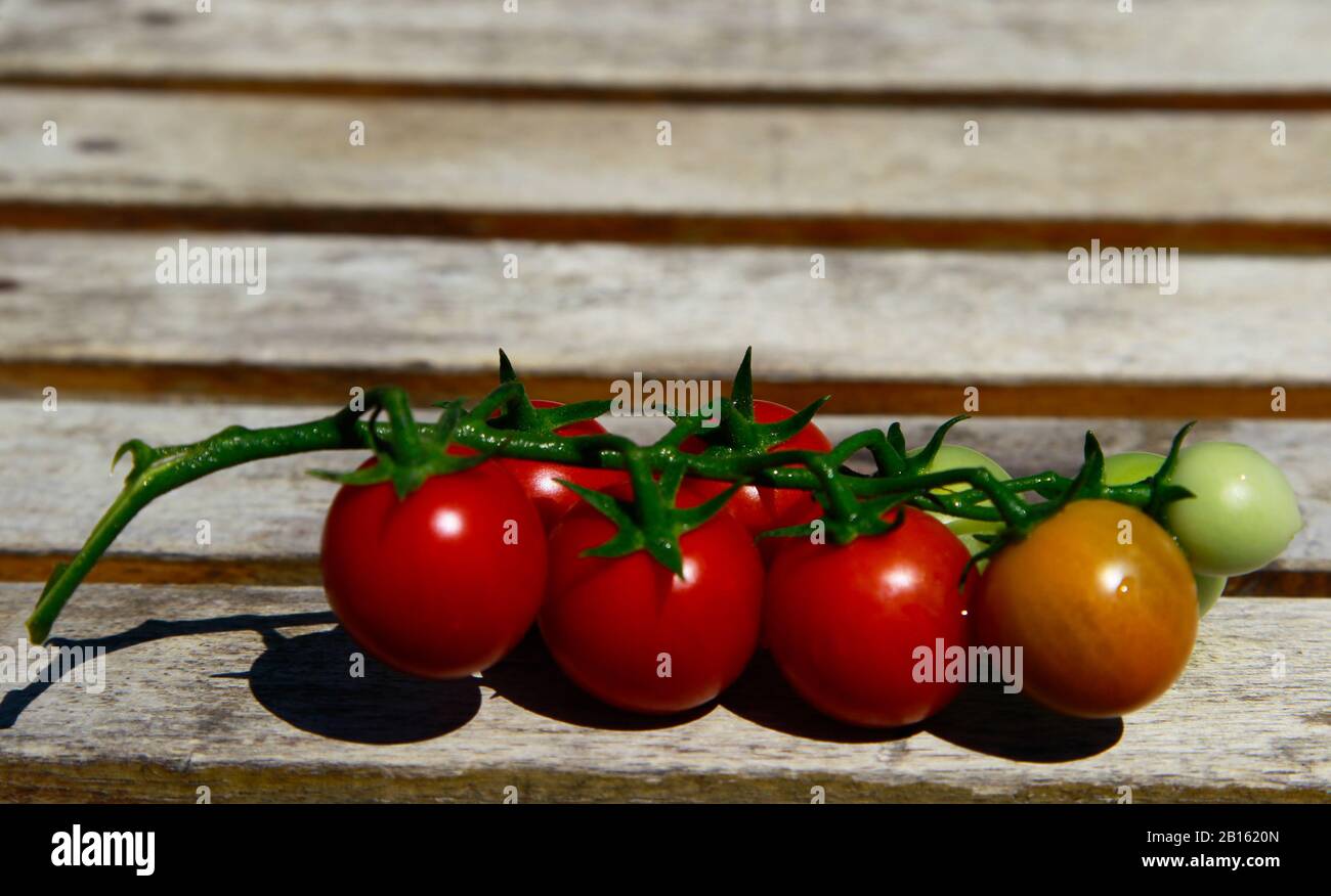 pomodori in grappolo Stock Photo - Alamy
