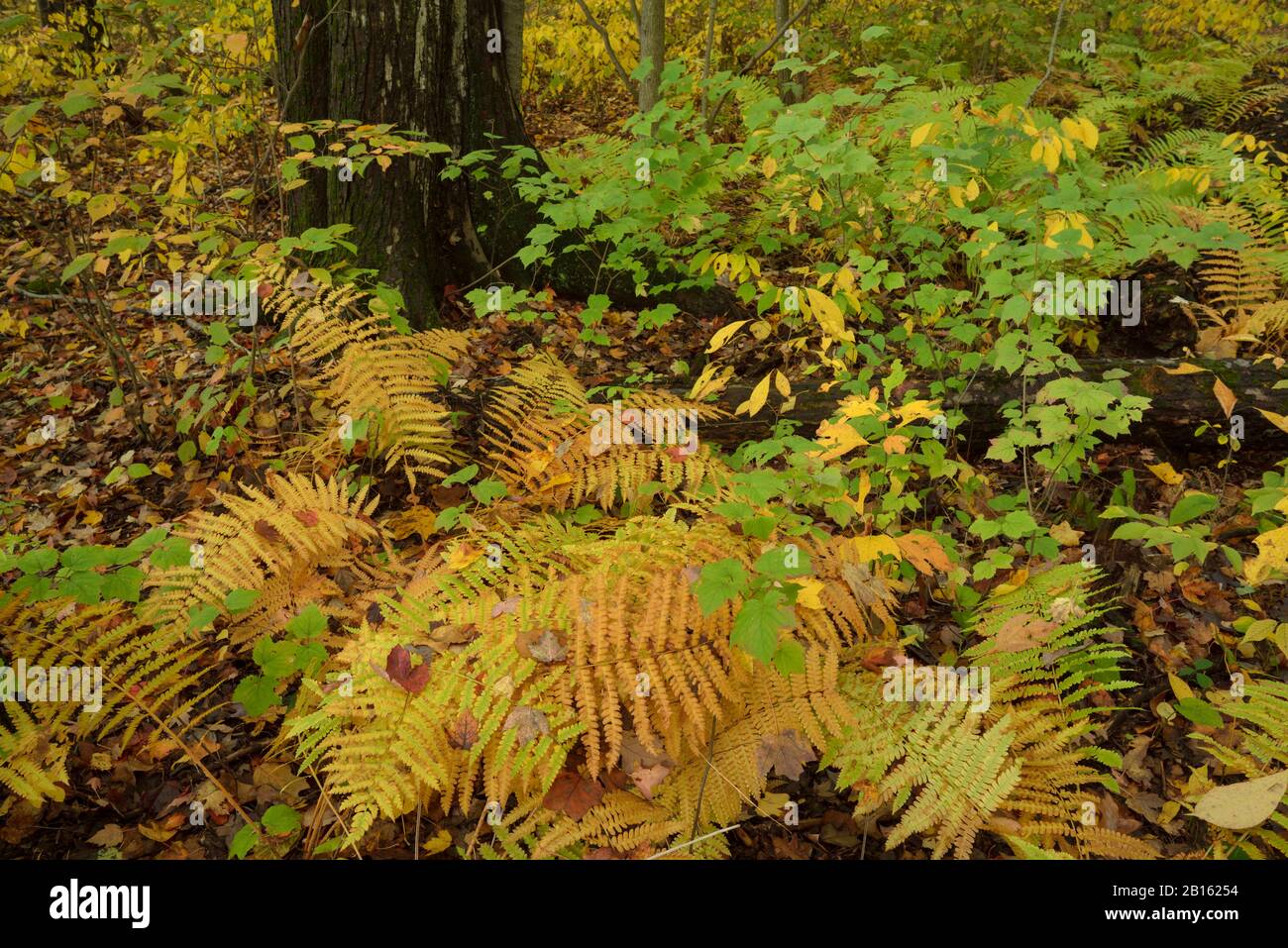 Changing colors of ferns and plants in autumn in the Indiana Dunes ...