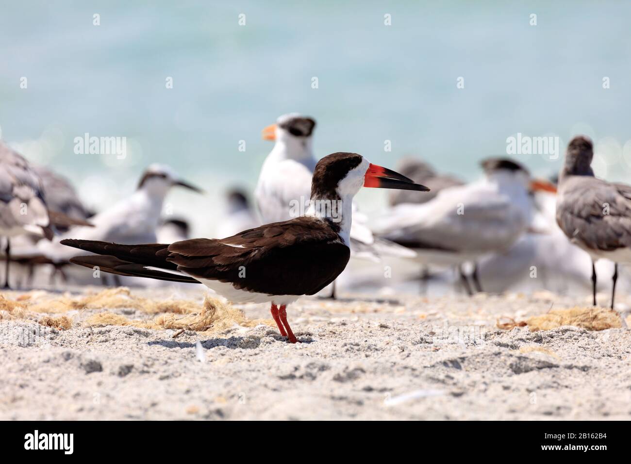 Black skimmer (Rynchops niger) stands on sand by the shore, Florida ...