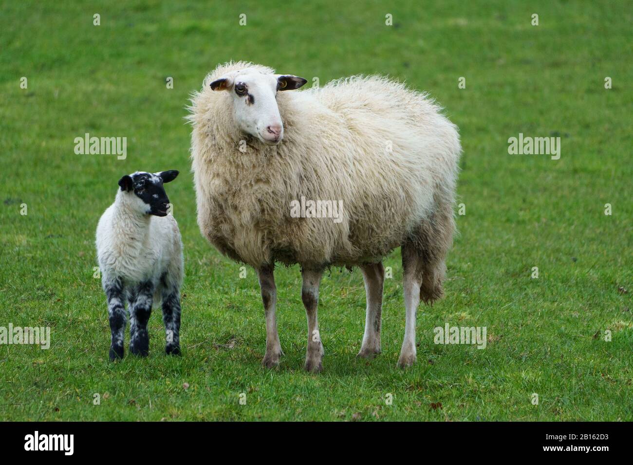 many sheeps in germany Stock Photo - Alamy