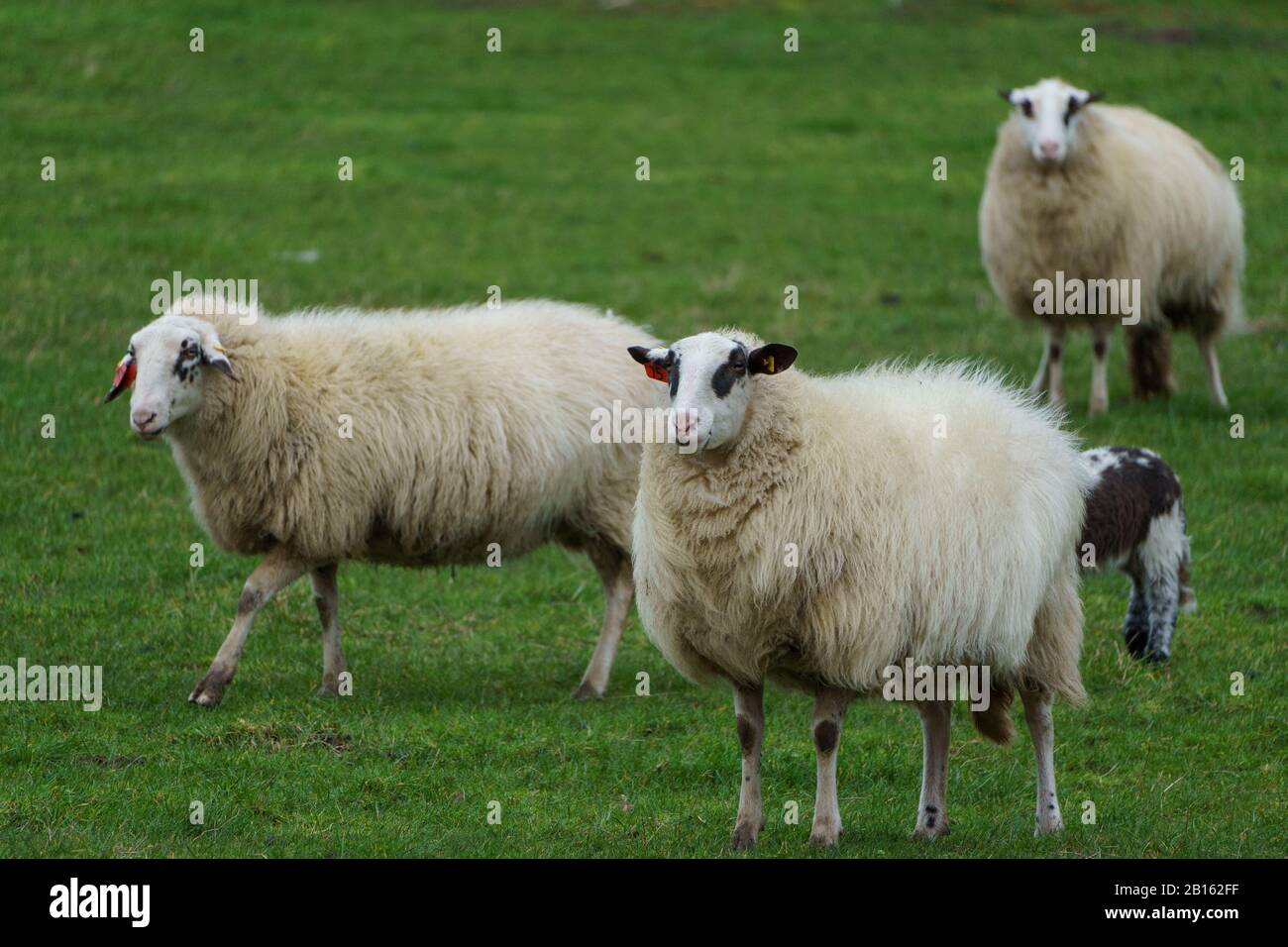 many sheeps in germany Stock Photo - Alamy