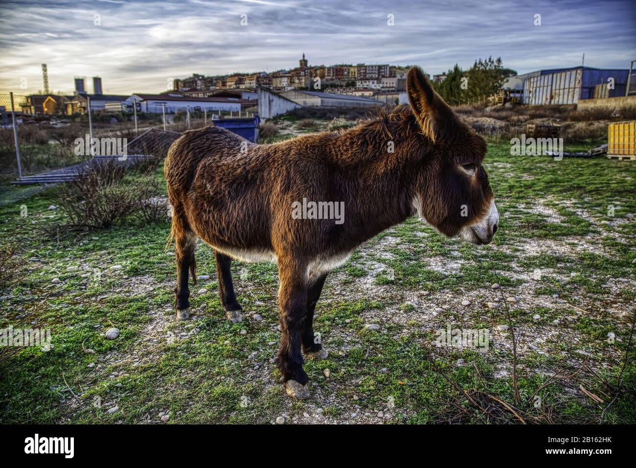 Donkey on a farm in nature, mammal in an animal farm Stock Photo - Alamy