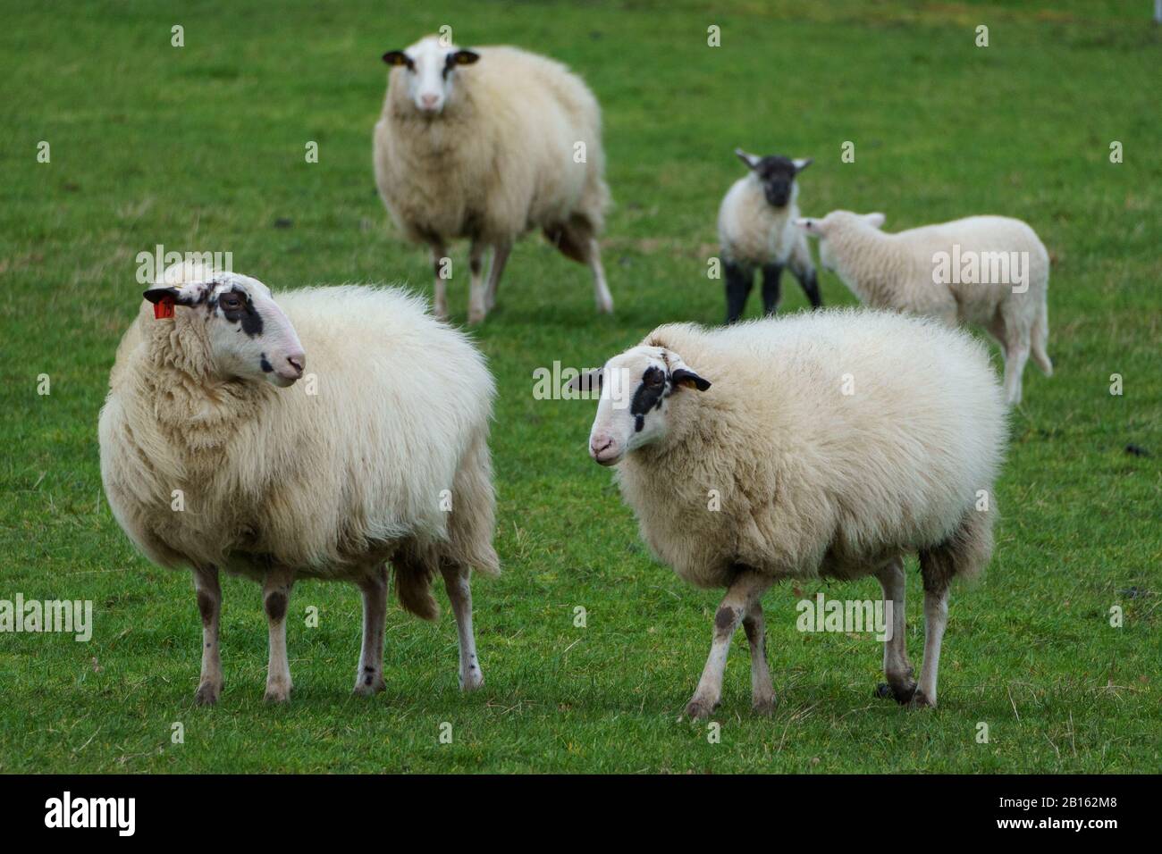 sheeps in germany Stock Photo - Alamy