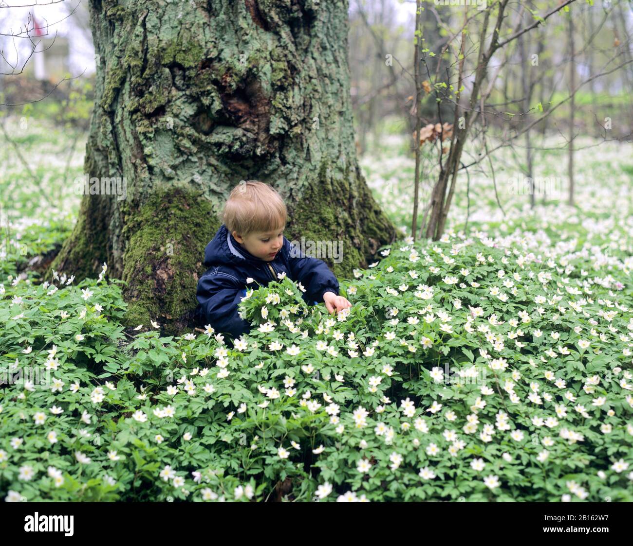 Boy picks white anemones Stock Photo - Alamy