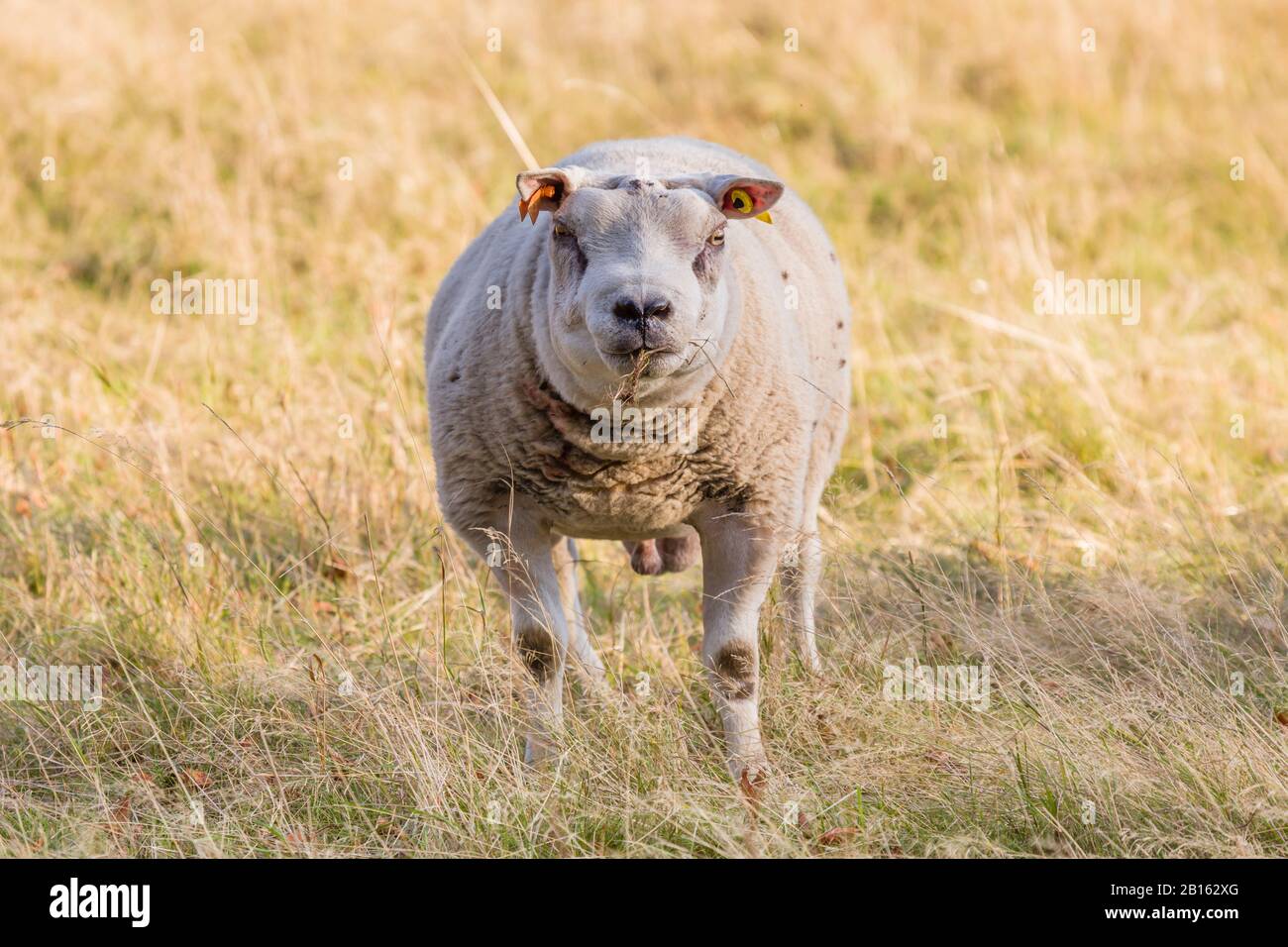 Male sheep hi-res stock photography and images - Alamy