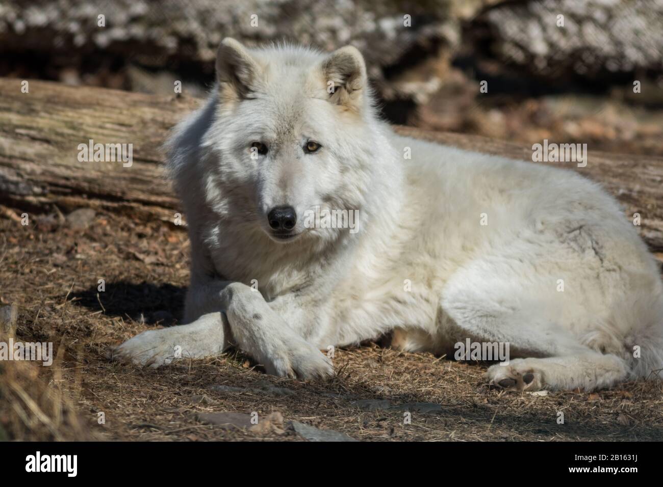 Arctic Wolf (Canis lupus arctos) posing in the woods early spring Stock ...