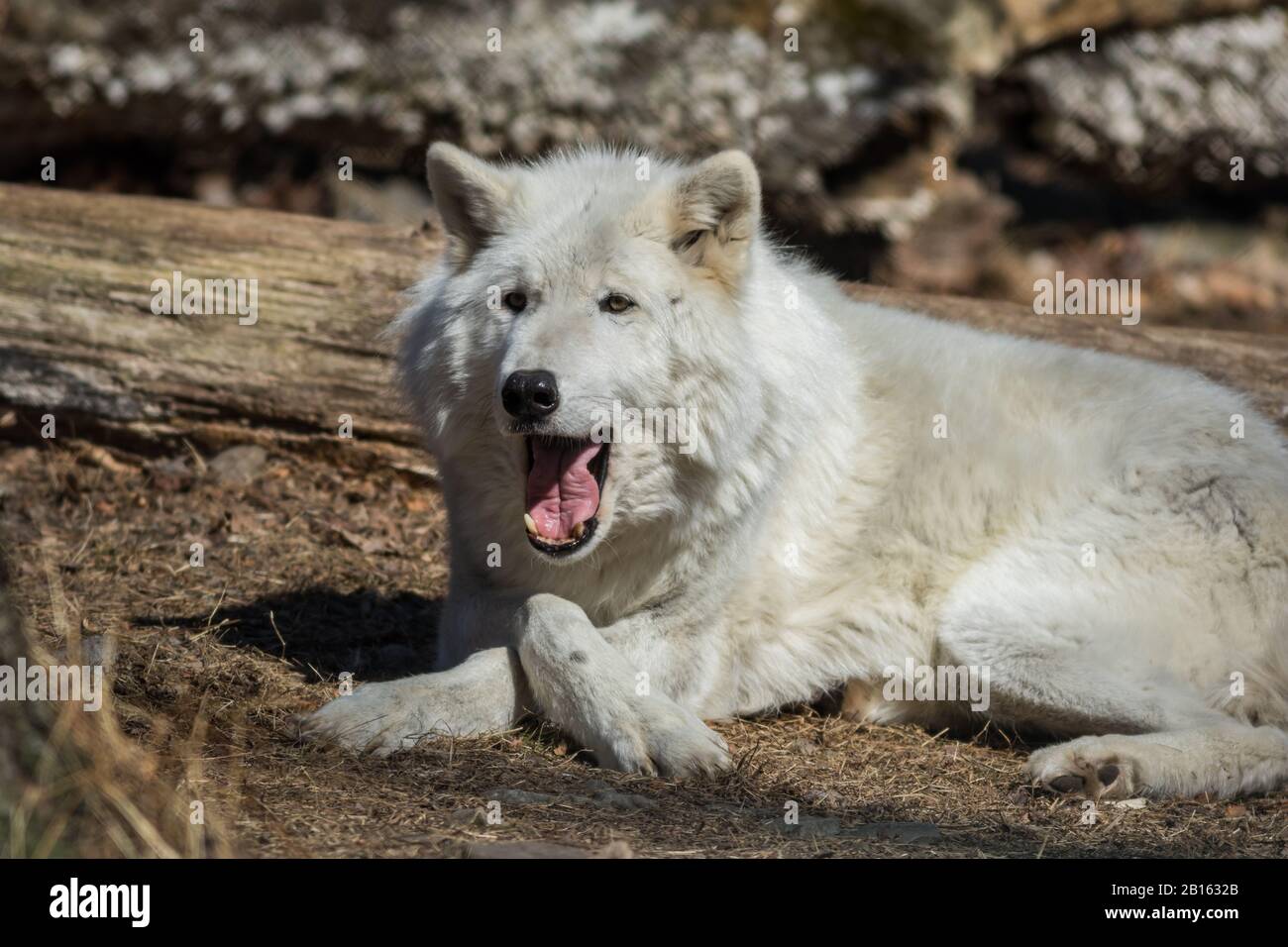 Arctic Wolf (Canis lupus arctos) posing in the woods early spring Stock ...