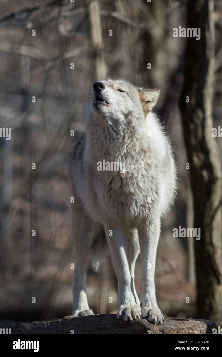 Arctic Wolf (Canis lupus arctos) standing on rock in the woods early ...