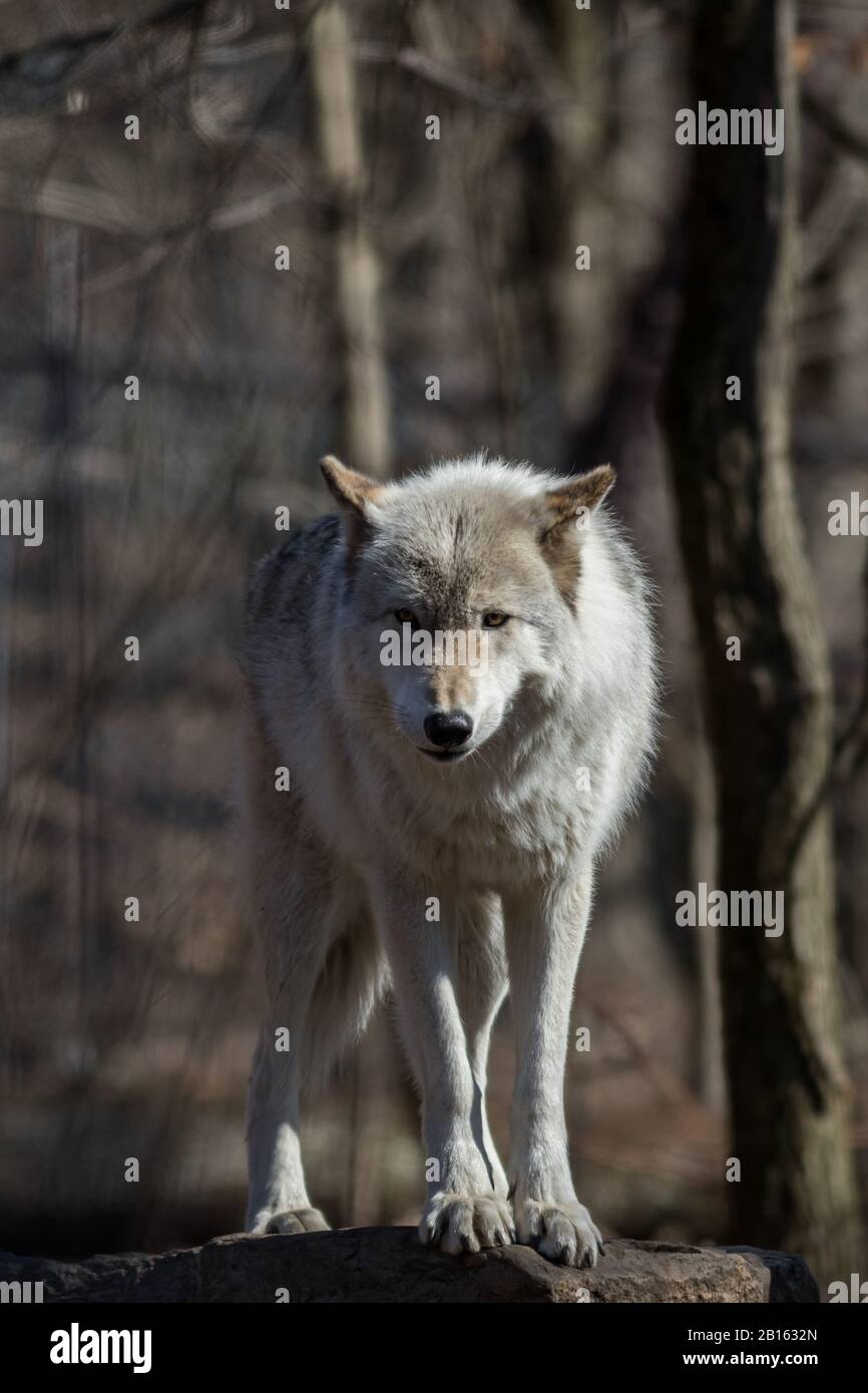 Black wolf standing in winter hi-res stock photography and images - Alamy
