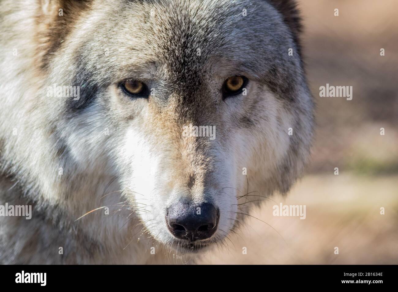 Arctic Wolf (Canis lupus arctos) closeup in the woods early spring ...