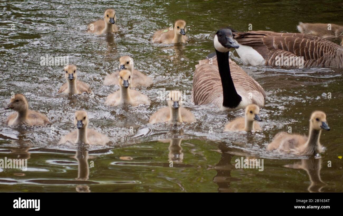 Canadian Geese family with baby goslings swimming along canal Stock ...