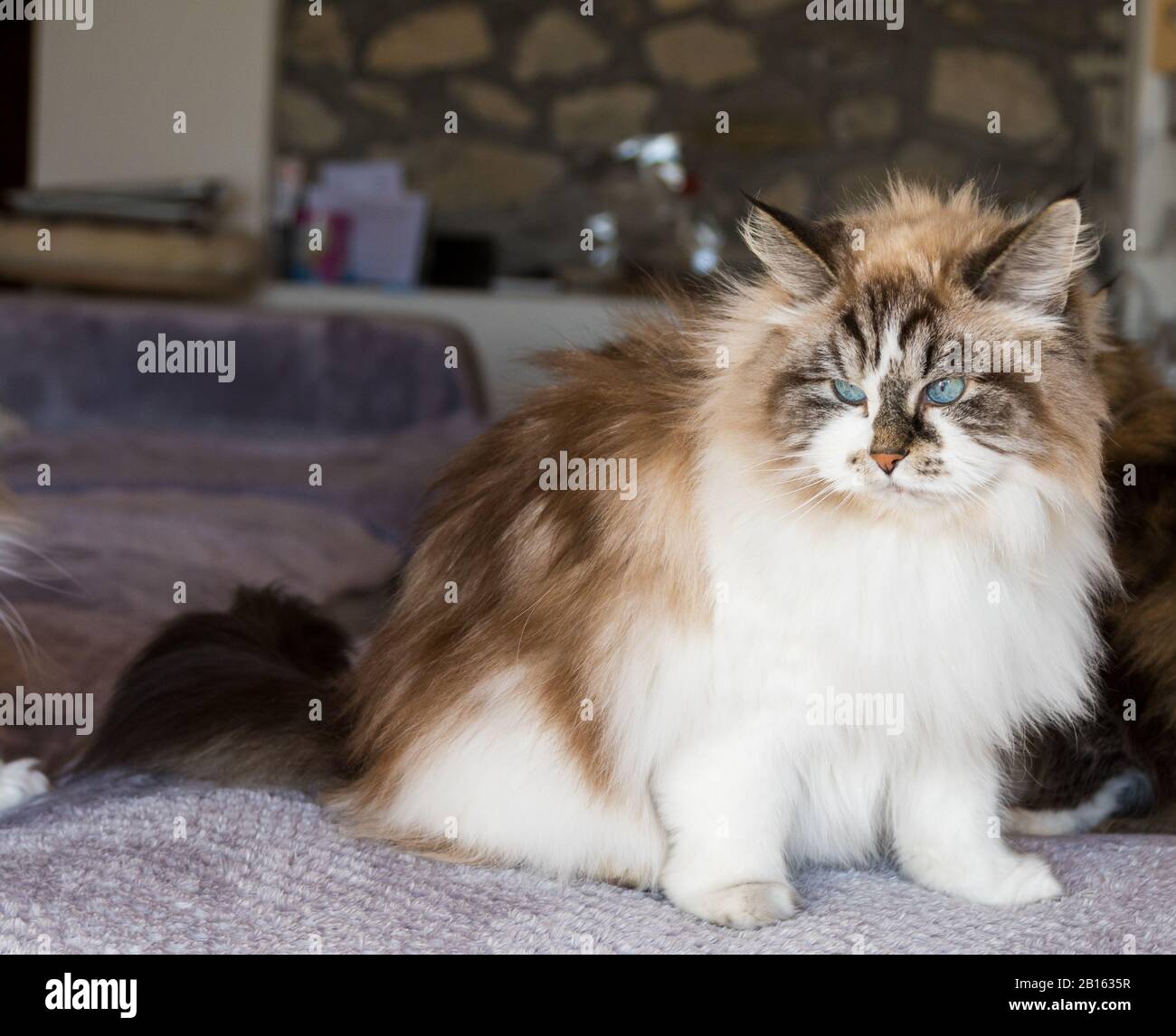 Adorable fluffy cat, siberian purebred domestic pet of livestock Stock ...