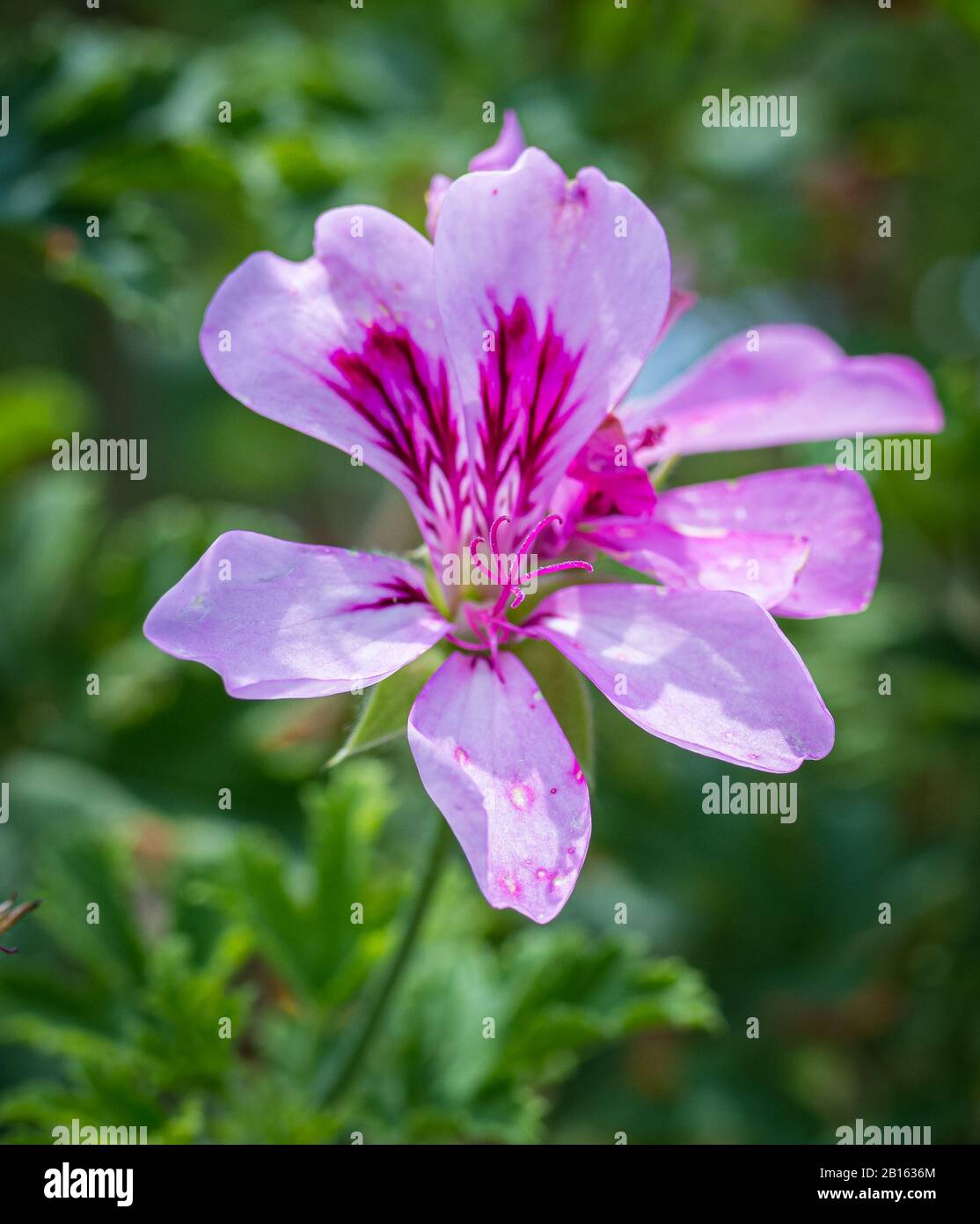 Pelargonium copthorne. Odorous Pelargonium. Scented leaf pelargonium ...