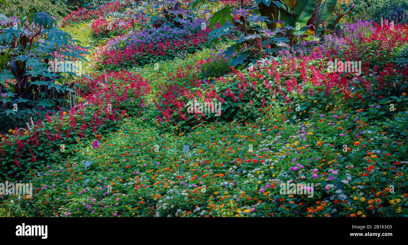 Beauty of colored flowers hi-res stock photography and images - Alamy