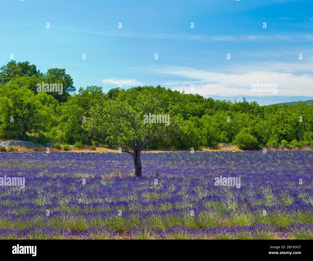 Beautiful lavender fields in Provence, France Stock Photo - Alamy