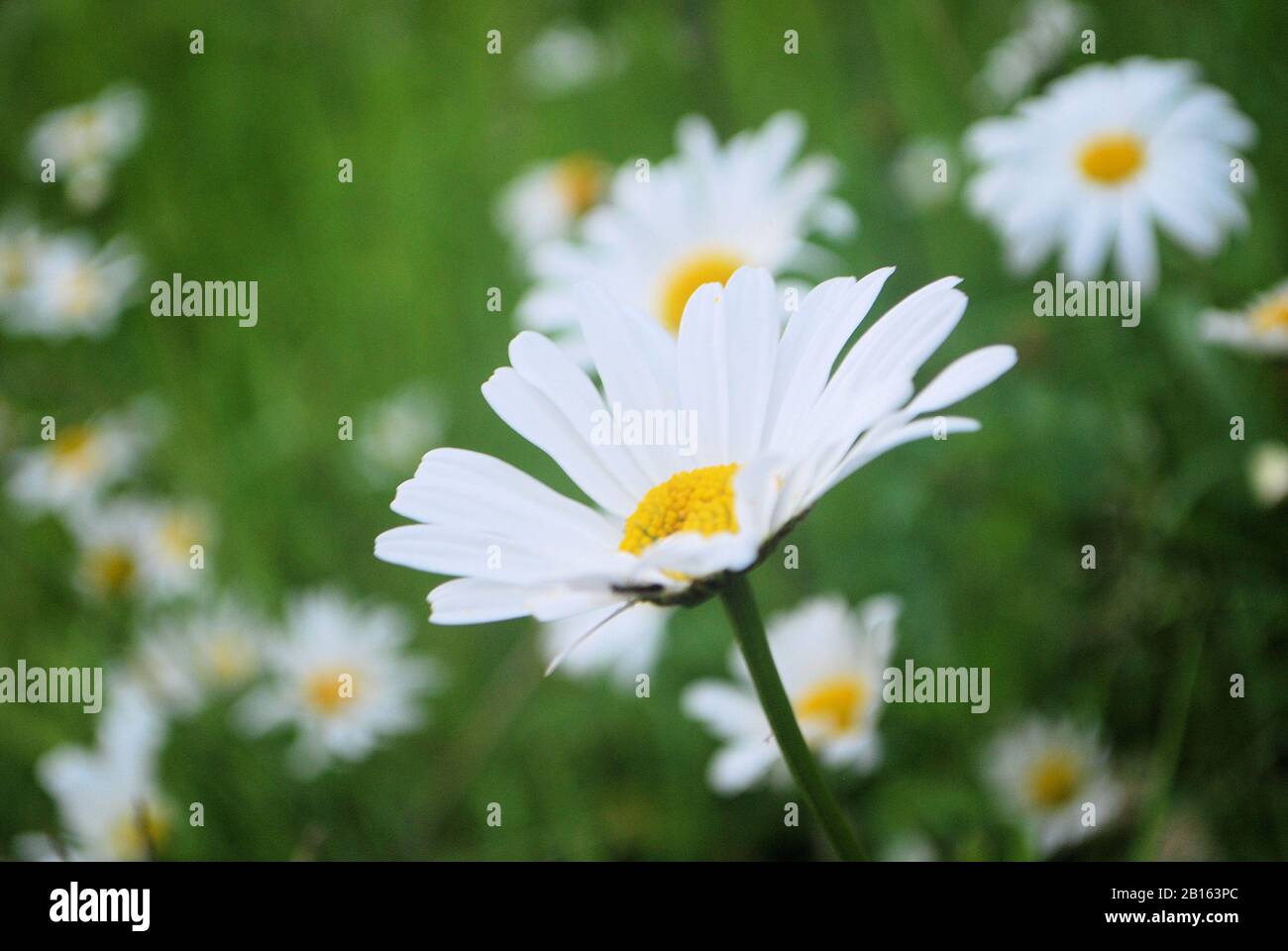 Big daisies daisy hi-res stock photography and images - Alamy