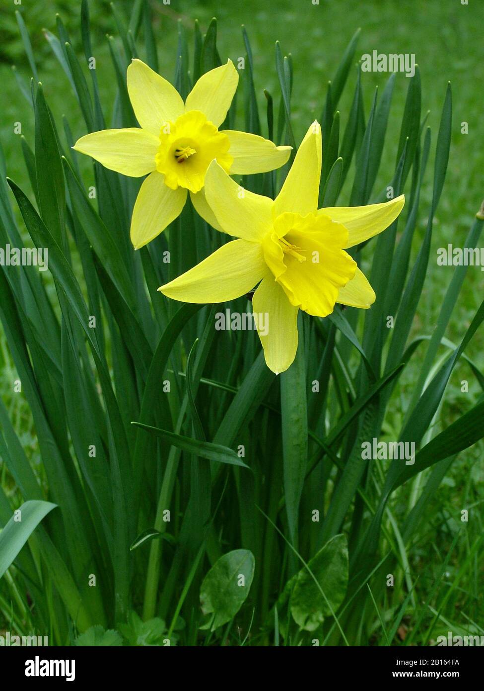 Easter daffodils hi-res stock photography and images - Alamy