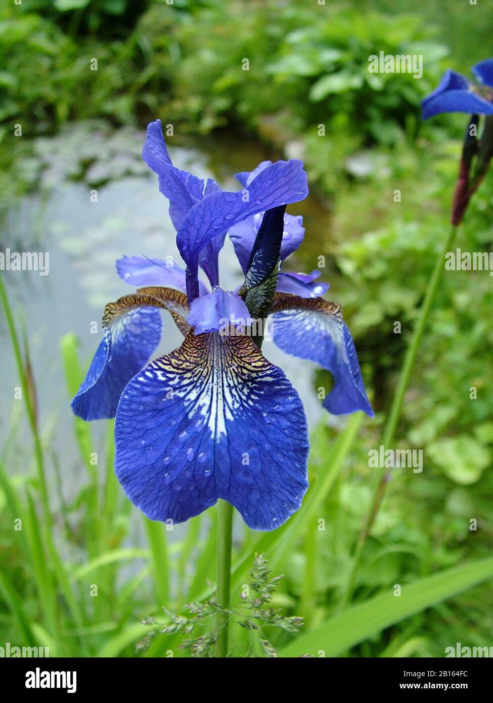 Blue iris by pond Stock Photo - Alamy