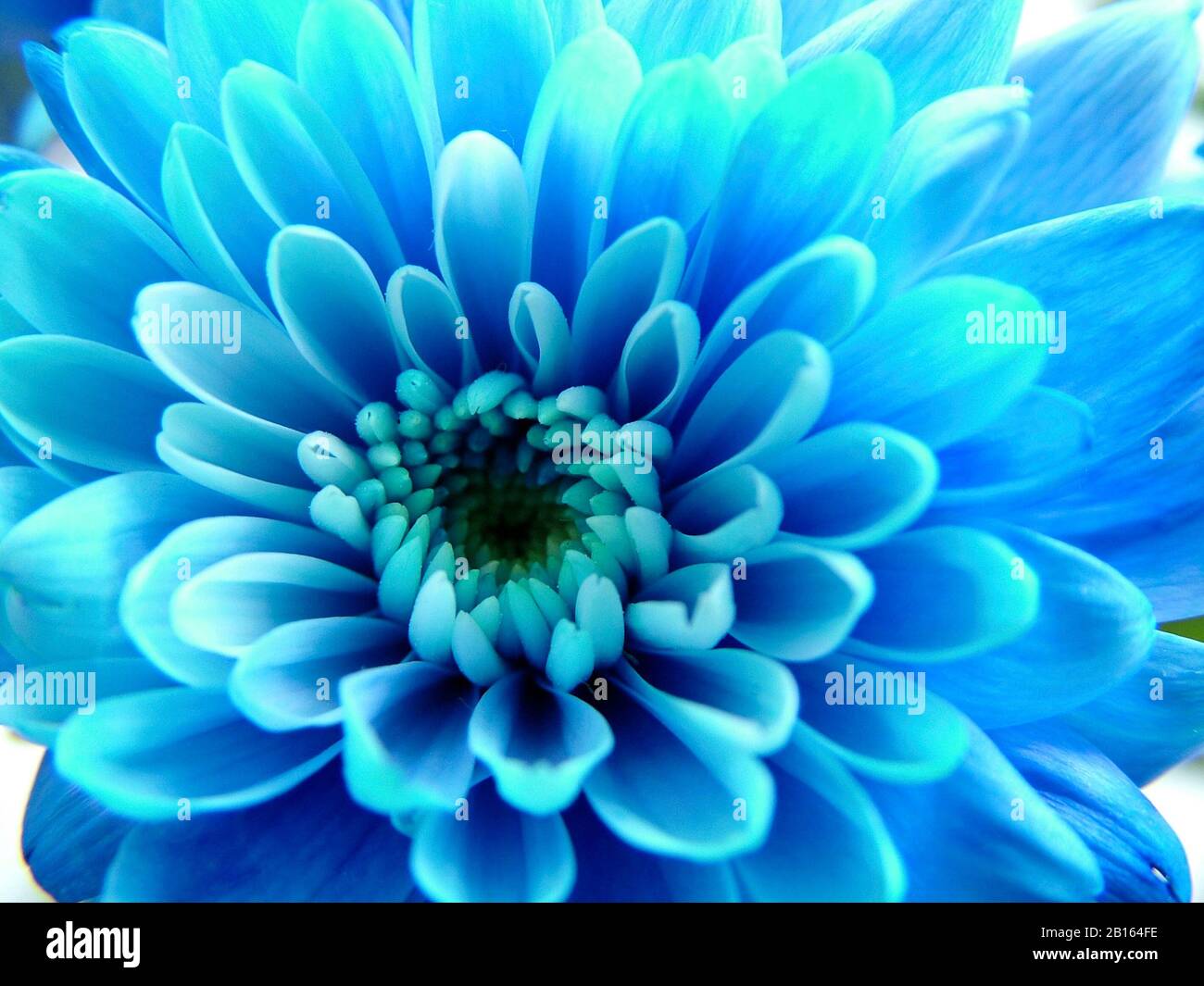 The blue dahlia hi-res stock photography and images - Alamy