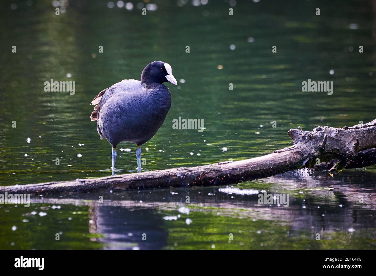 Eurasian coot birds on tree hi-res stock photography and images - Alamy