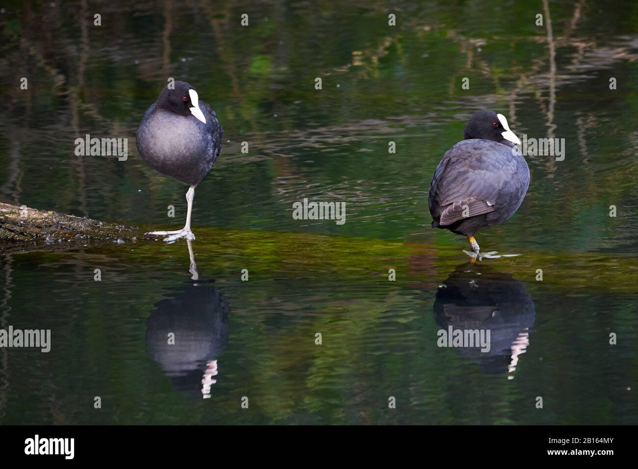 Eurasian coot birds on tree hi-res stock photography and images - Alamy