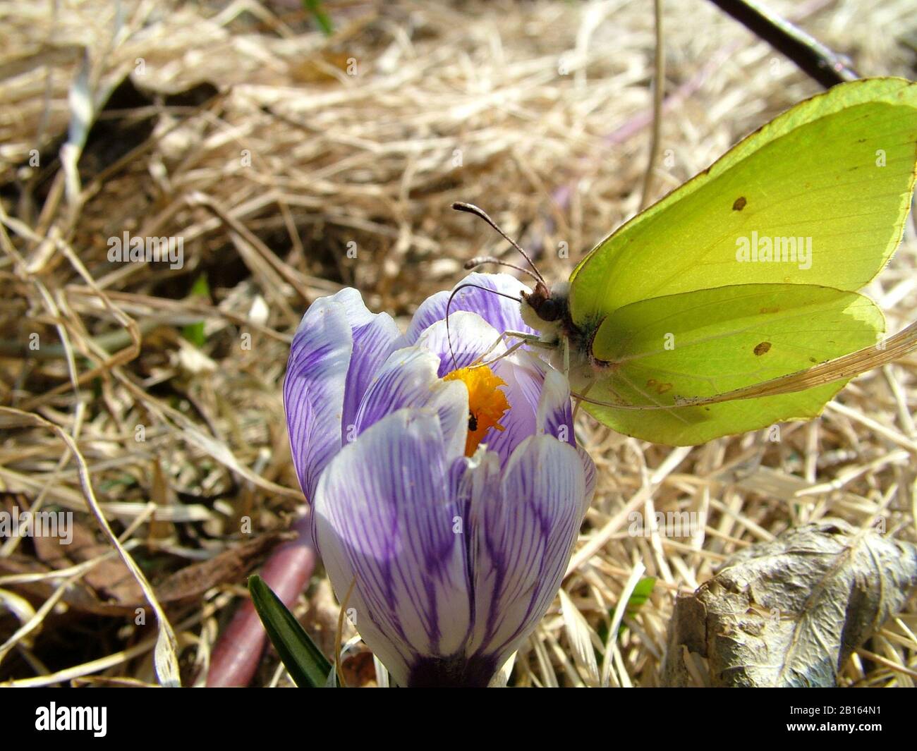 Lemon butterfly on crocus Stock Photo - Alamy