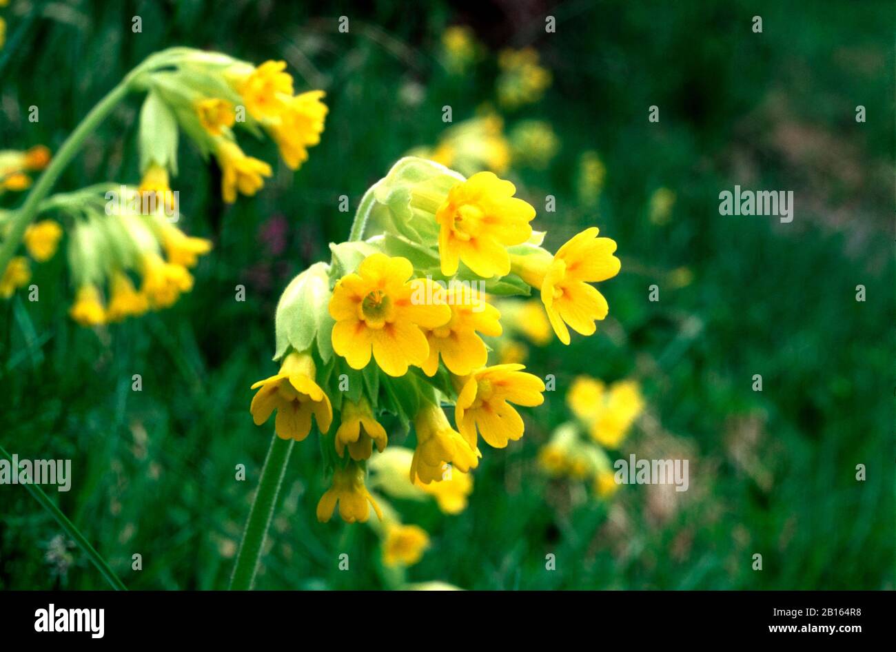 Gold viva hi-res stock photography and images - Alamy