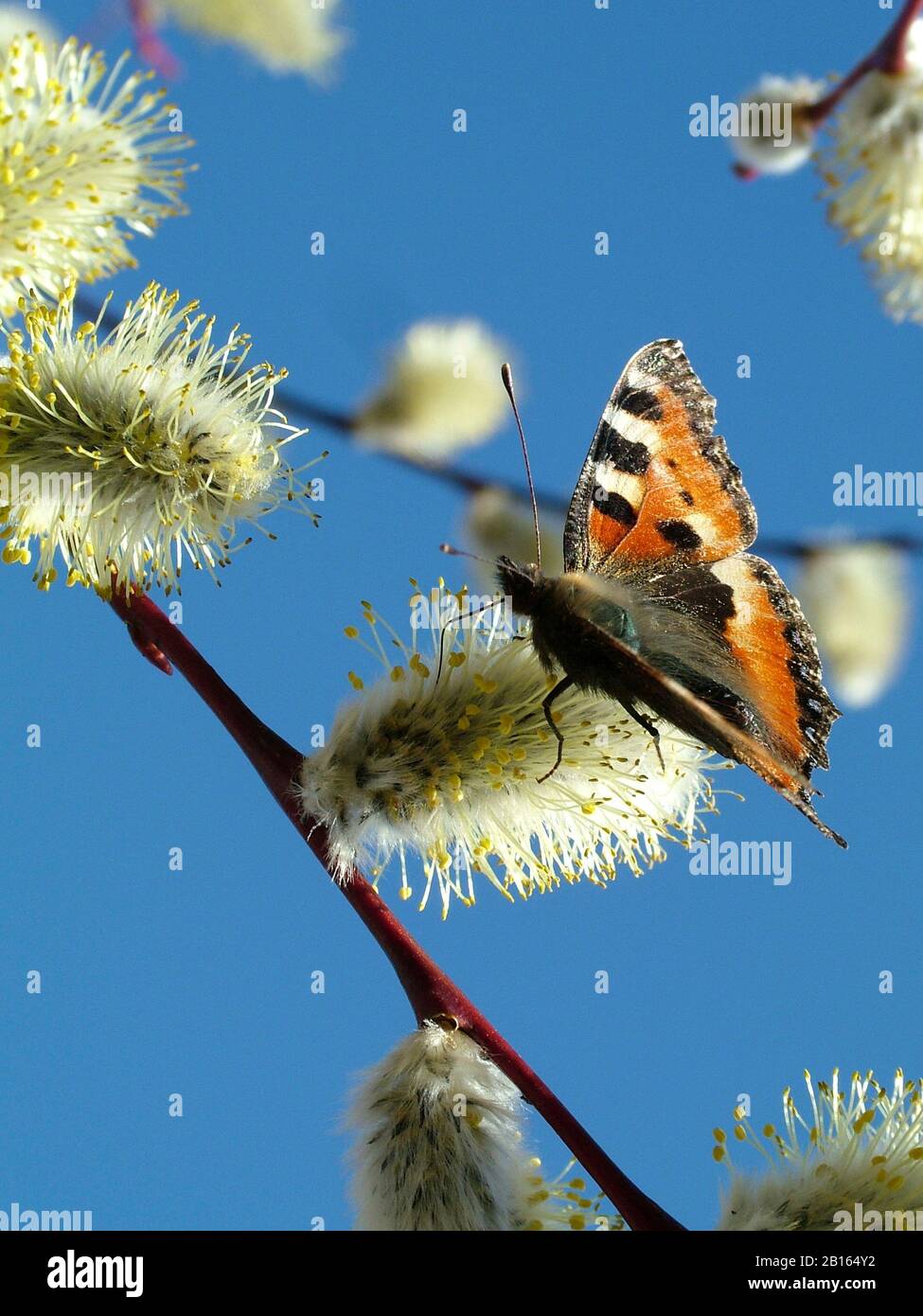 Nettle butterflies hi-res stock photography and images - Alamy