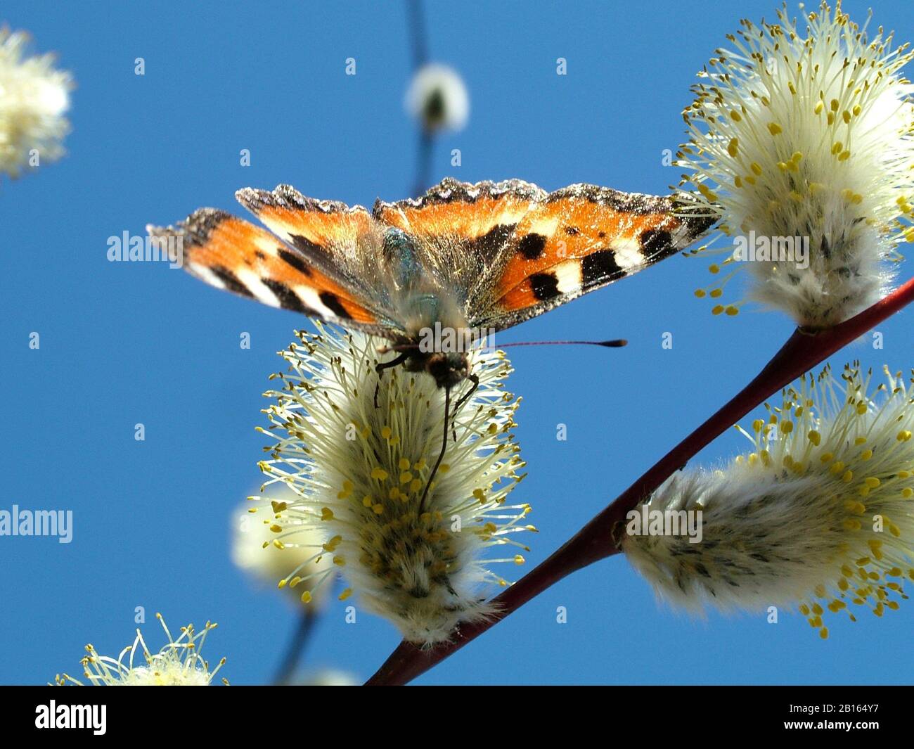 Nettle butterfly hi-res stock photography and images - Alamy