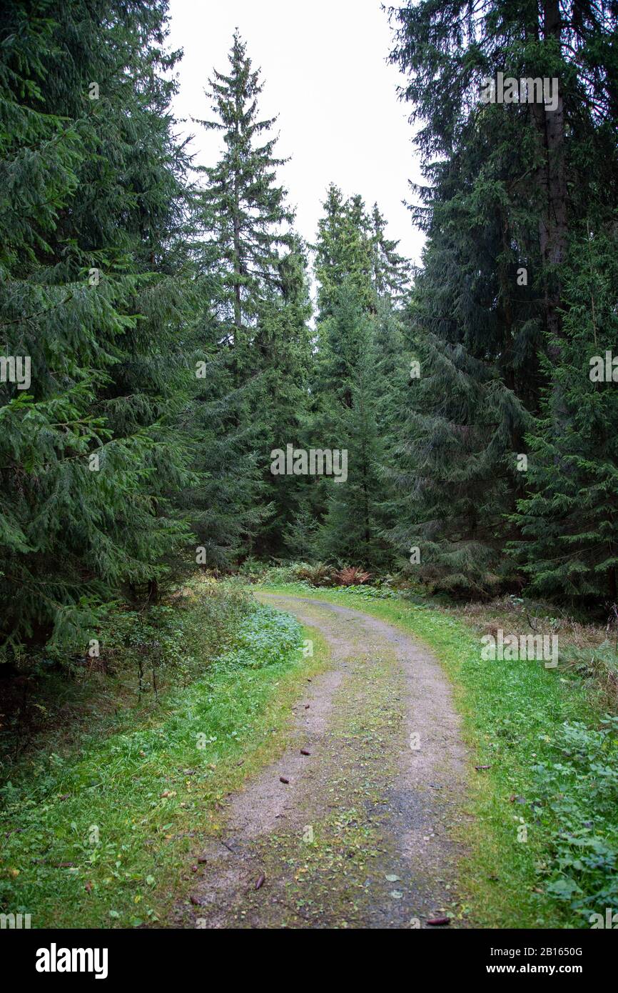 Pathway woods hi-res stock photography and images - Alamy