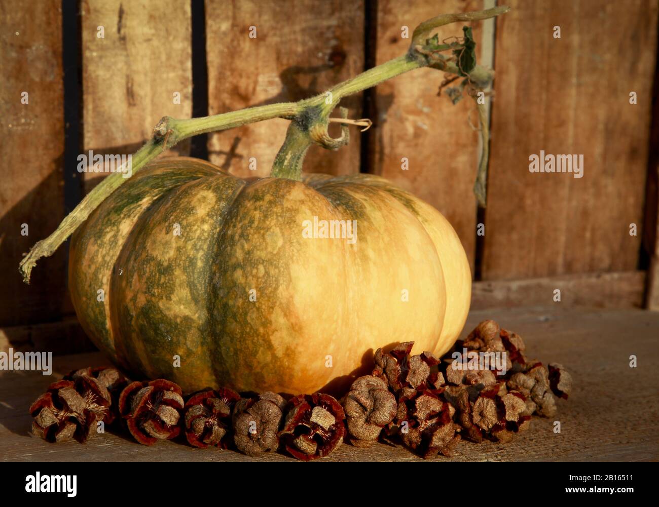 Zucca hi-res stock photography and images - Alamy