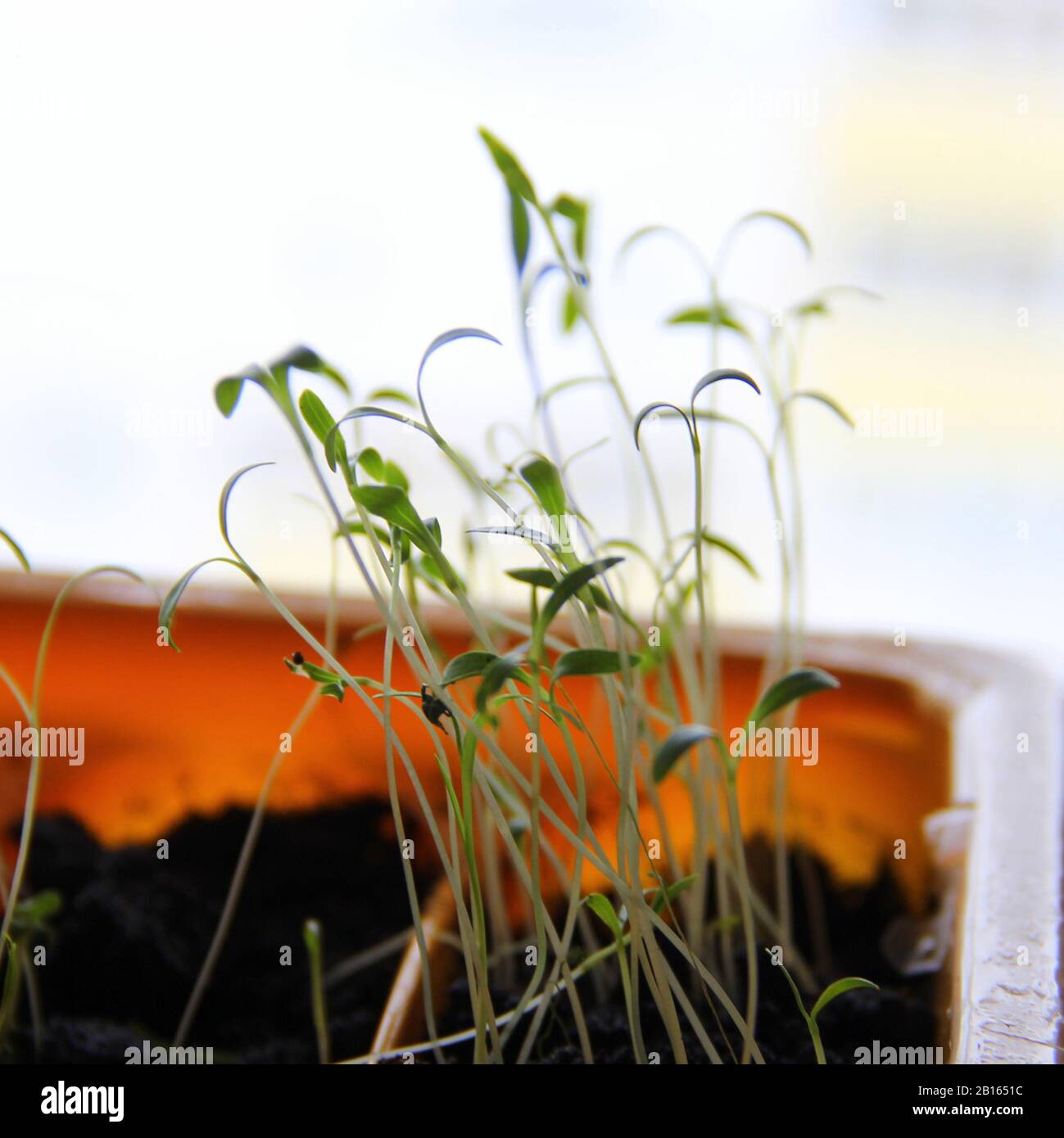 Little green sprout hi-res stock photography and images - Alamy