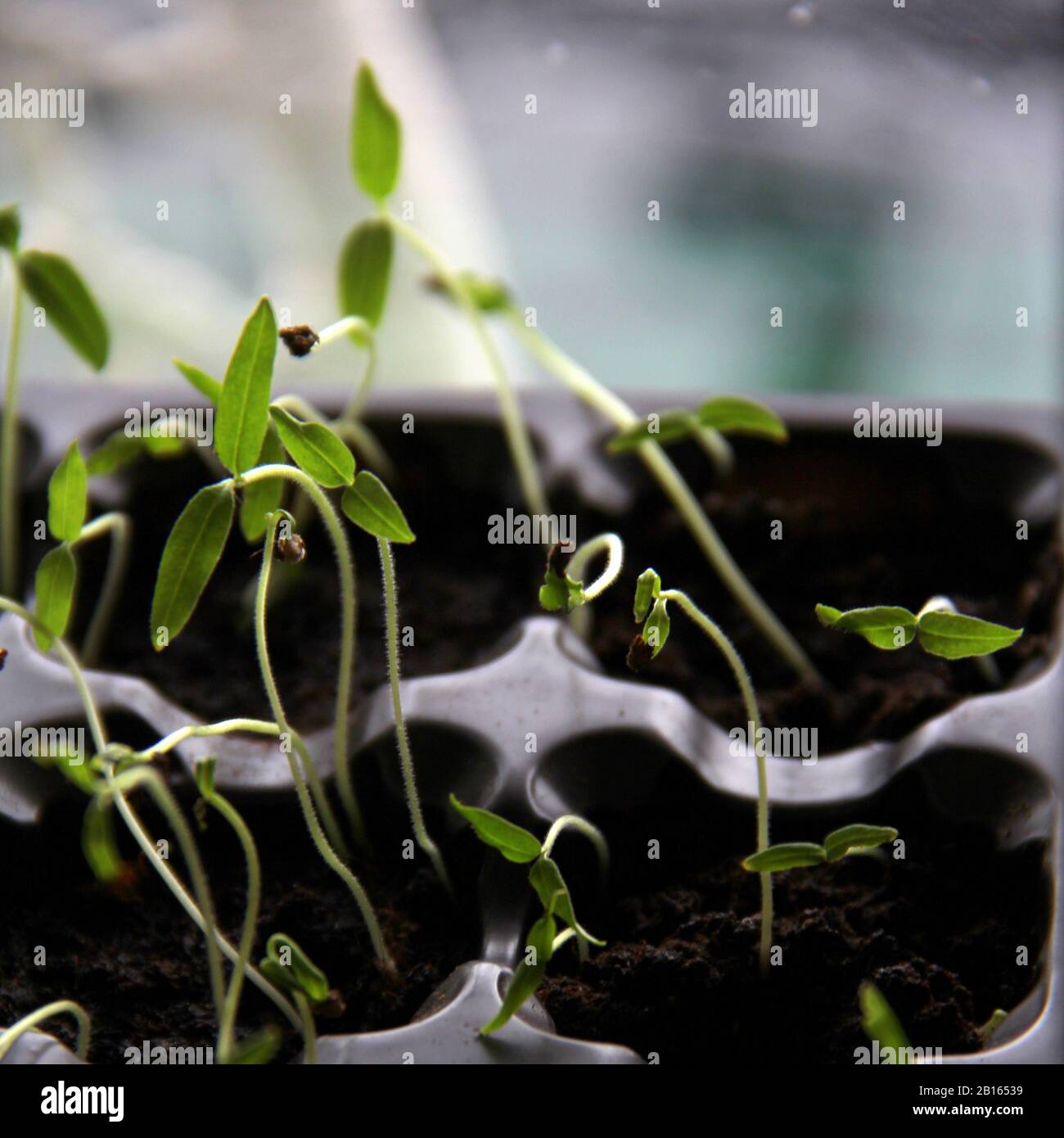 Little green sprout hi-res stock photography and images - Alamy